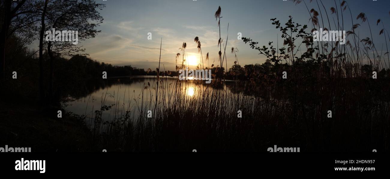 twilight, reed grass, wetland, twilights, wetlands Stock Photo - Alamy