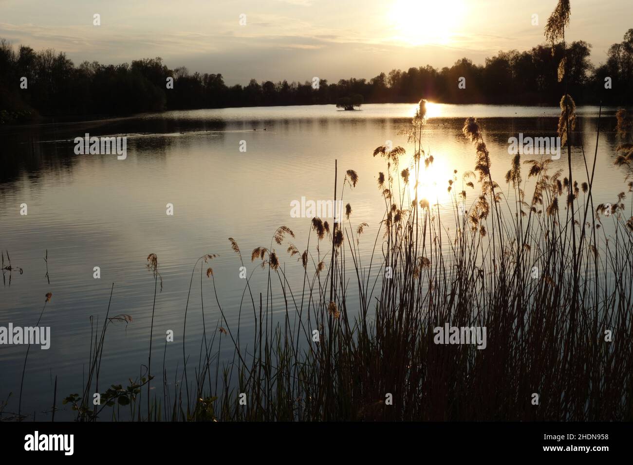 sunset, lake, reed, sunsets, lakes, reeds Stock Photo - Alamy