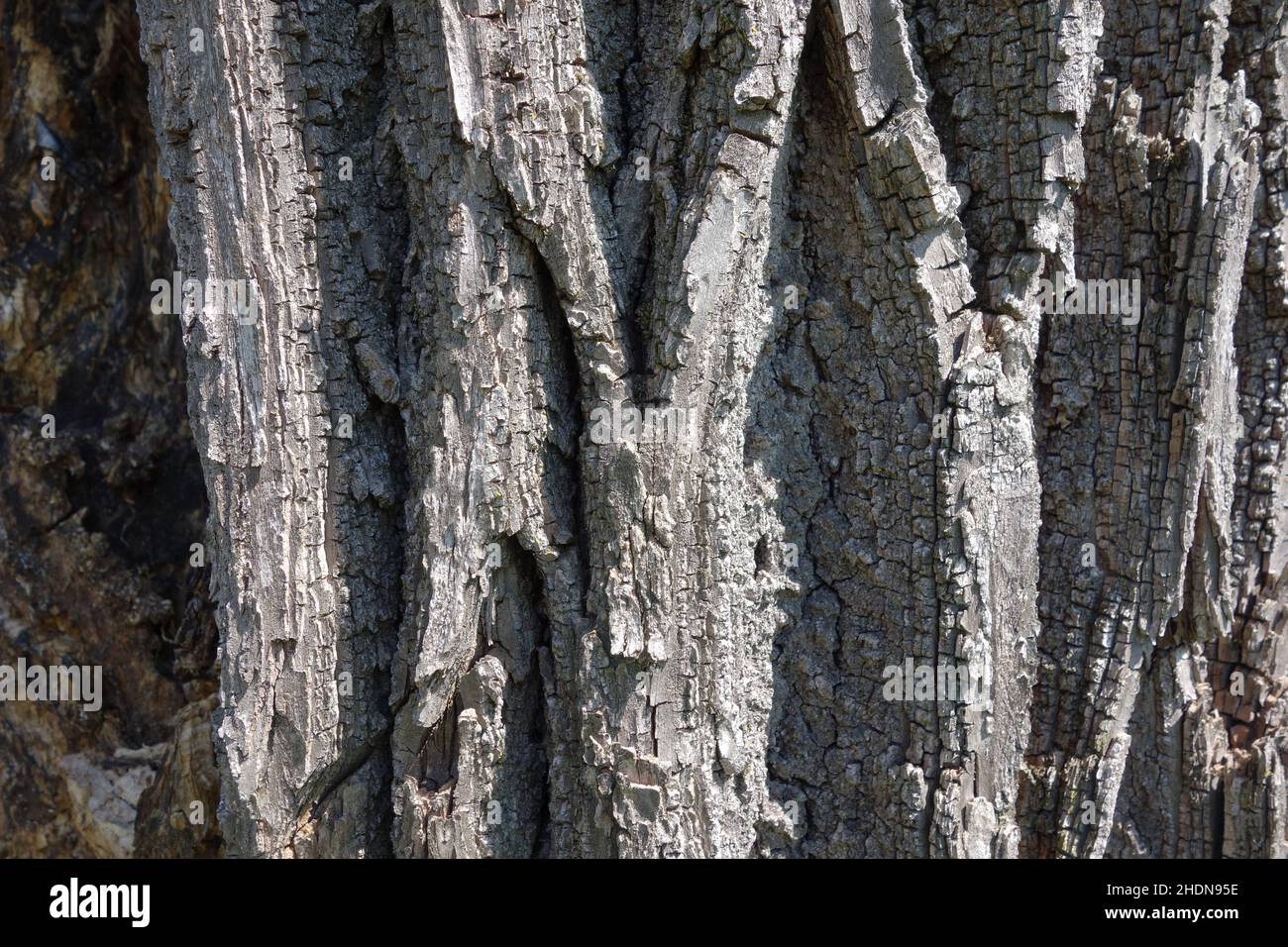 texture, structure, bark, textures, structures, barks Stock Photo - Alamy