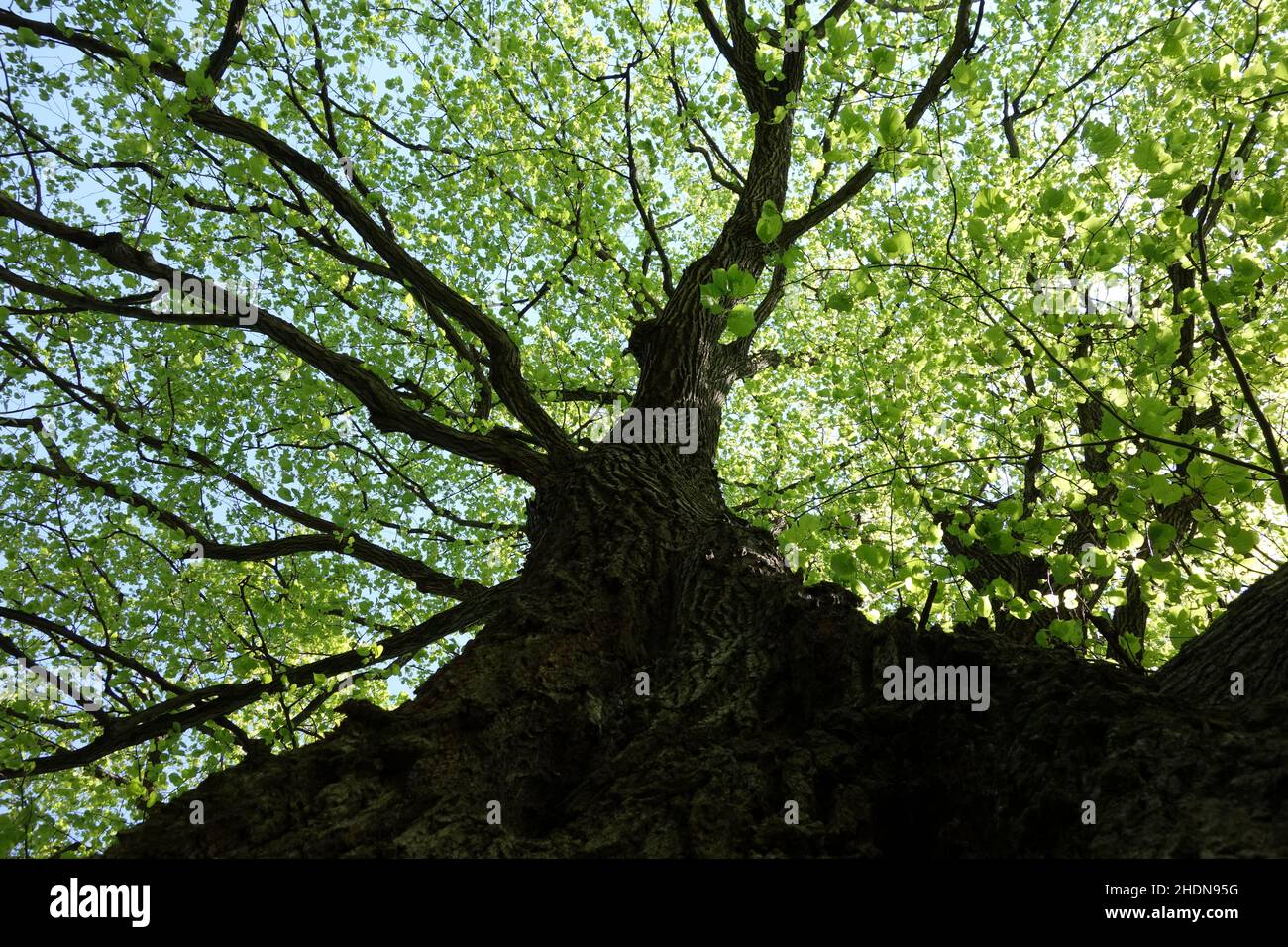 treetop, tree canopy, treetops, tree canopies Stock Photo - Alamy