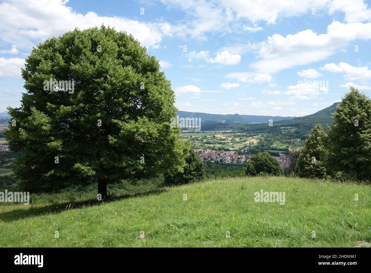 tree, swabian alb, trees, swabian albs Stock Photo - Alamy