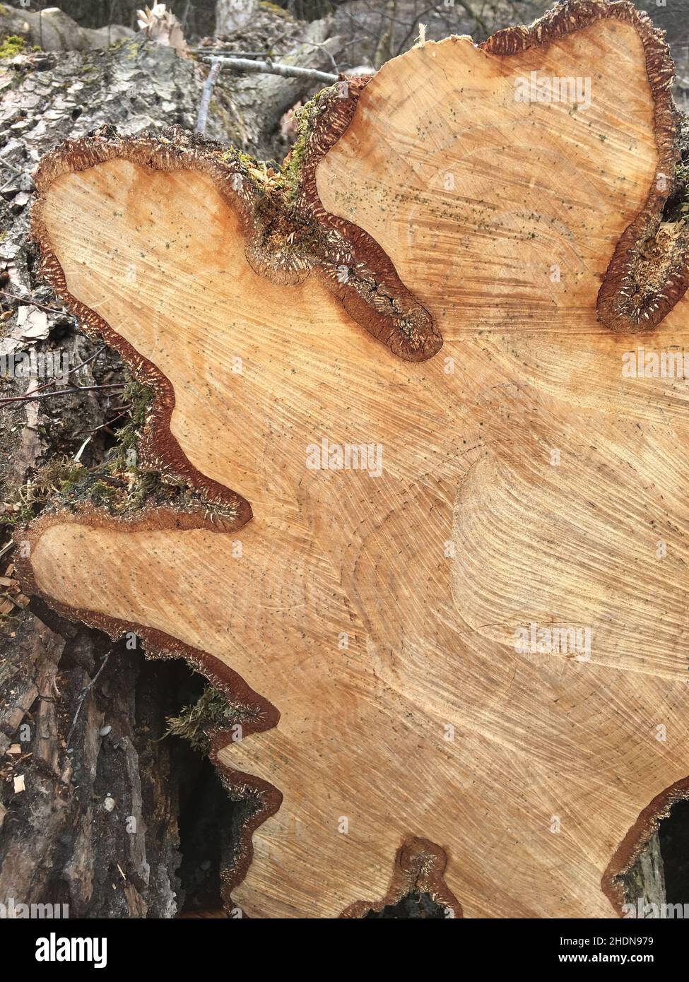 tree trunk, cross section, trunks, cross sections Stock Photo - Alamy