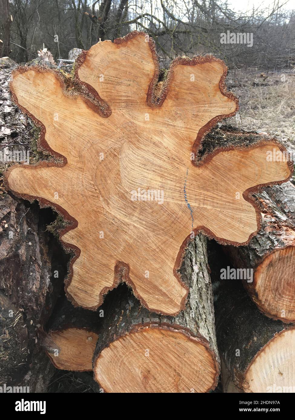 birch tree, tree ring, birch, birch trees Stock Photo - Alamy