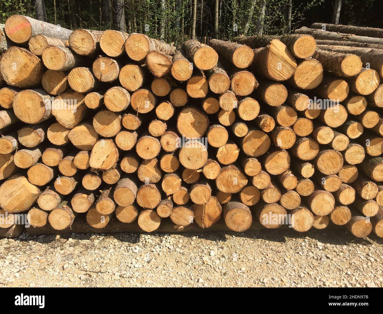 tree trunk, forestry, resources, trunks, forestries, commodity ...