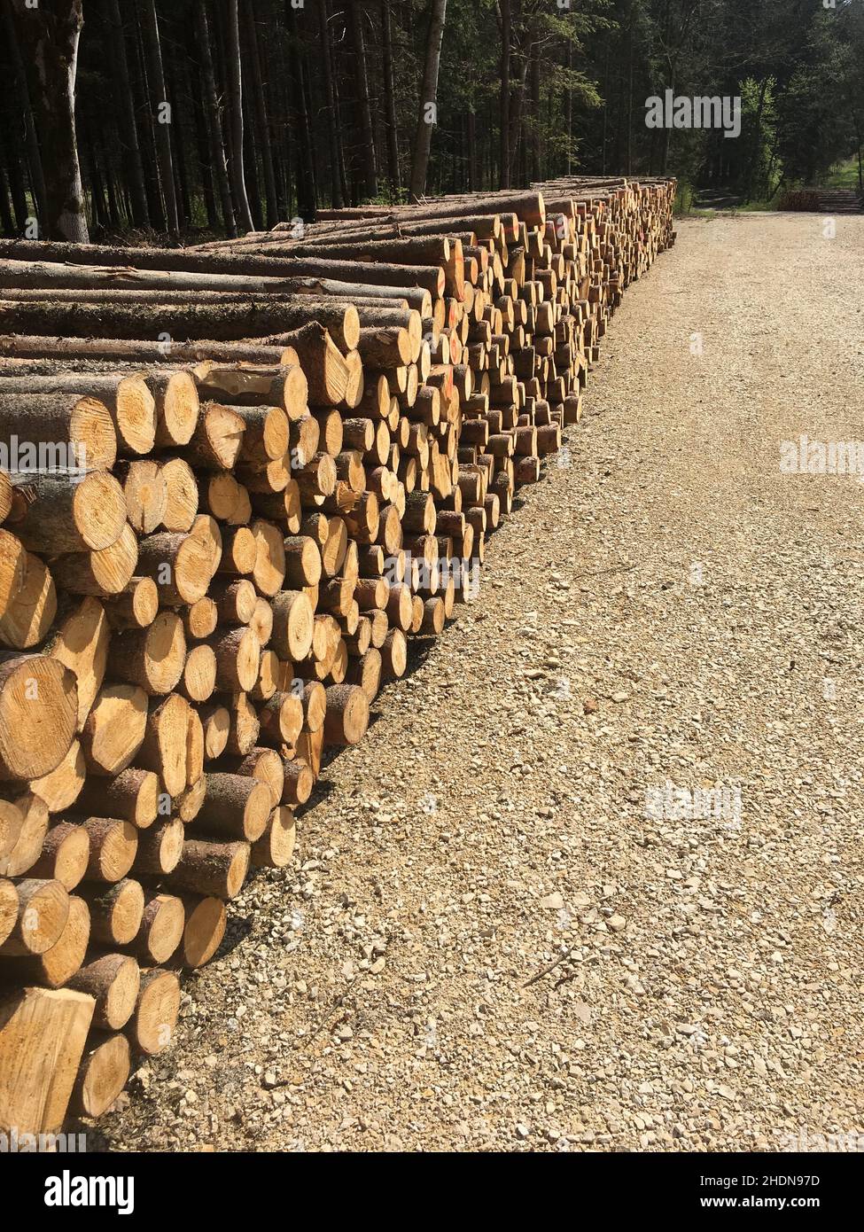 tree trunk, forestry, timber industry, trunks, forestries, lumber ...