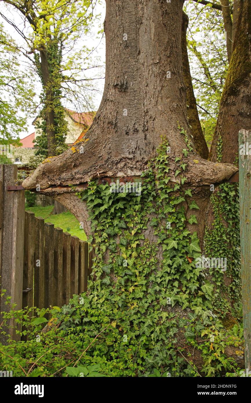 tree, fence, overgrown, trees, fences, overgrowns Stock Photo - Alamy