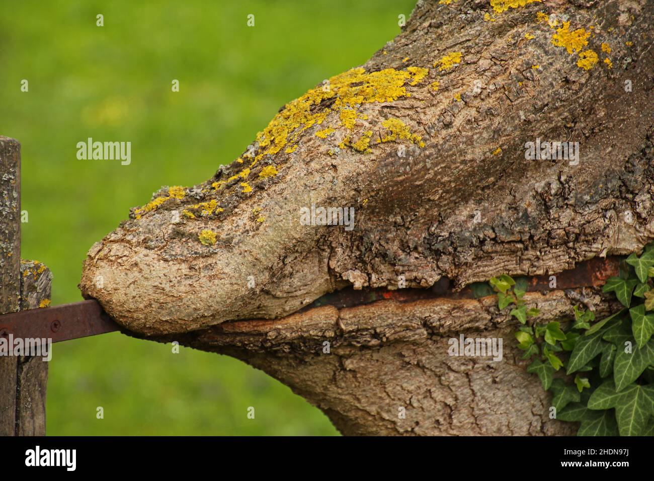 tree, fence, Tree wound, trees, fences Stock Photo - Alamy