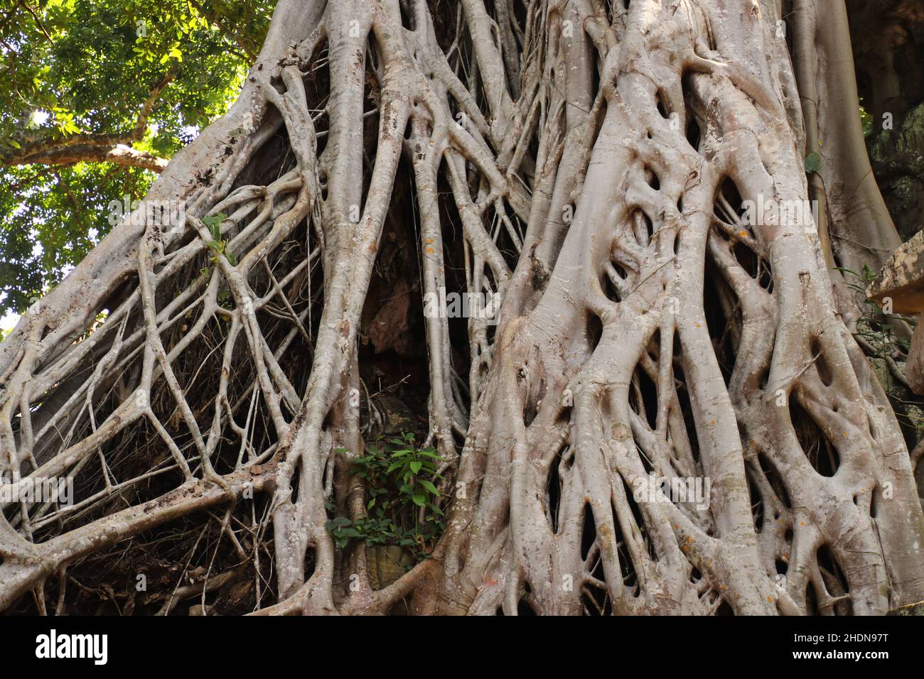 Aerial root roots hi-res stock photography and images - Alamy