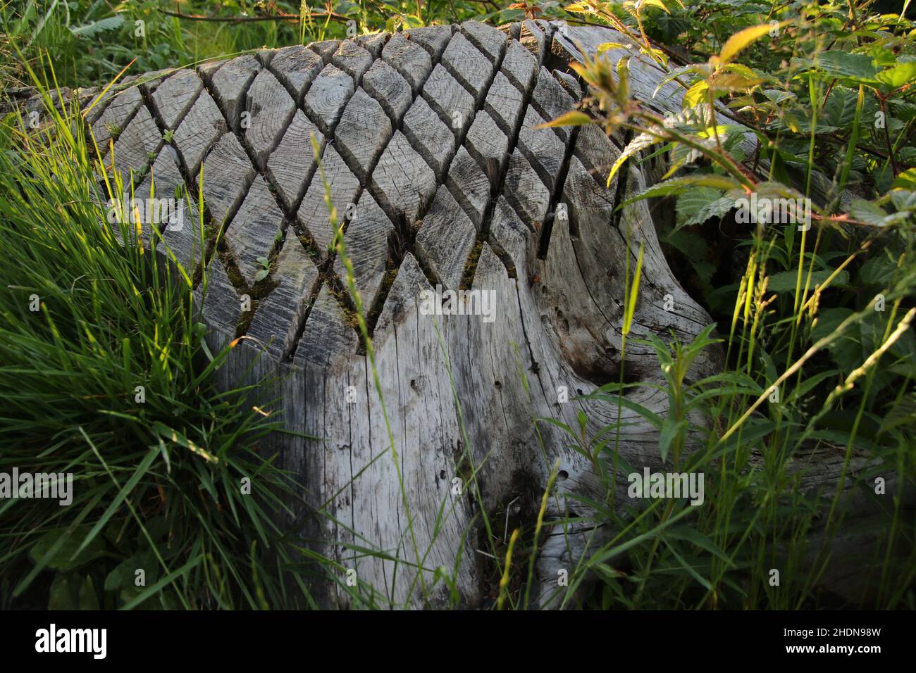 tree stump, cut, rhombus, tree stumps, cuts Stock Photo - Alamy