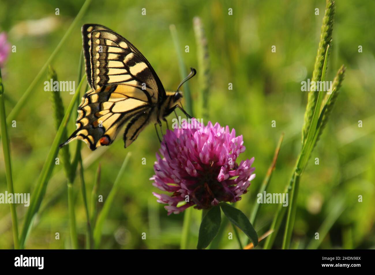common yellow swallowtail, swallowtail butterflies Stock Photo - Alamy