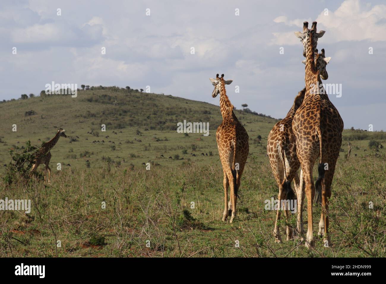 4 giraffes hi-res stock photography and images - Alamy