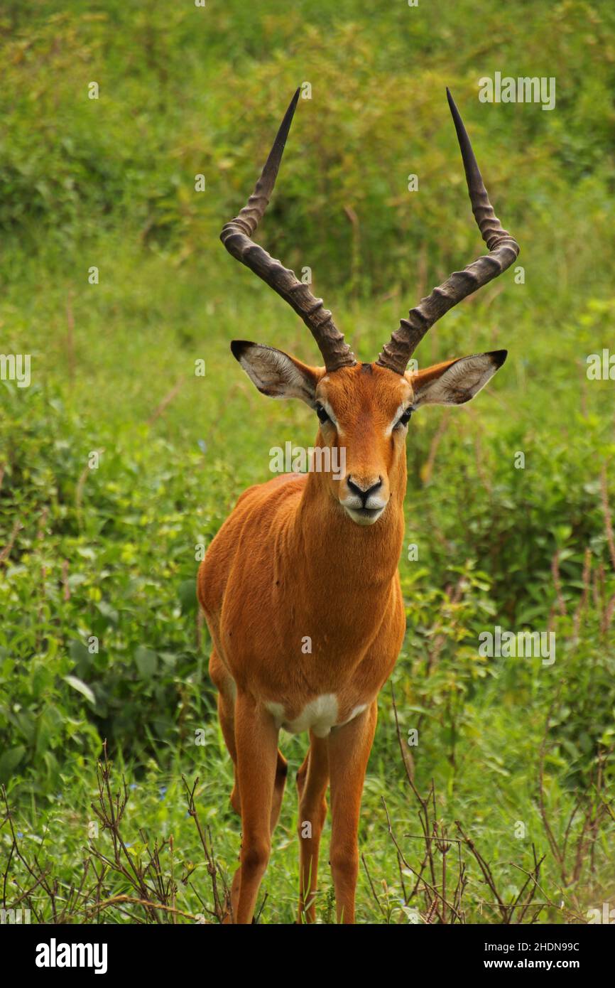antelope, impala, antelopes, impalas Stock Photo - Alamy