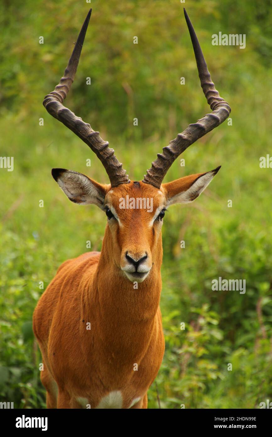 Impalas males hi-res stock photography and images - Alamy