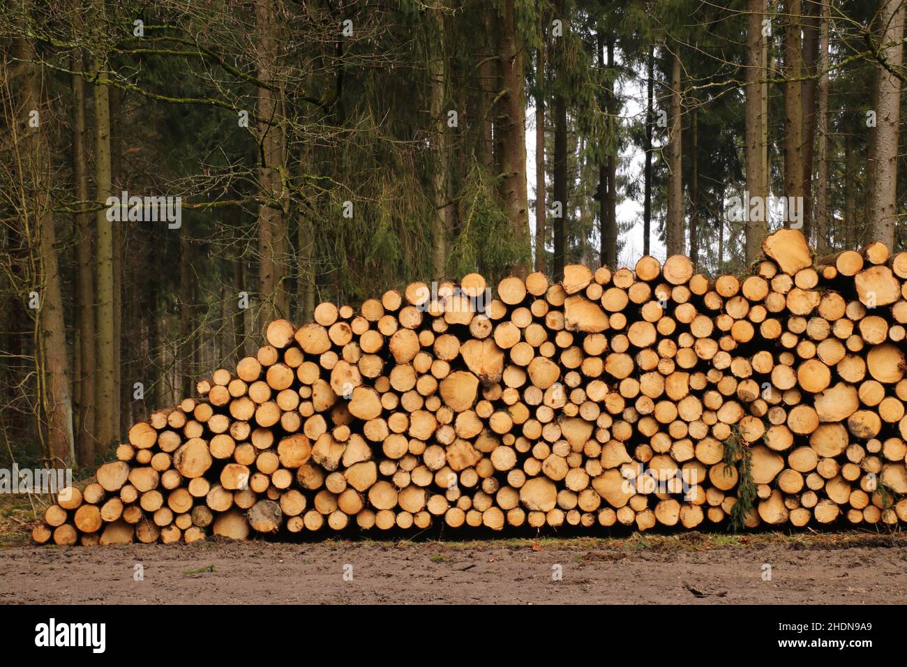 tree trunks, resources, tree trunk, commodity, comodities, ressources ...