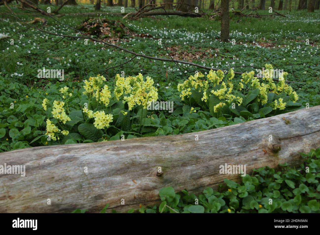 Cowslips tree hi-res stock photography and images - Alamy
