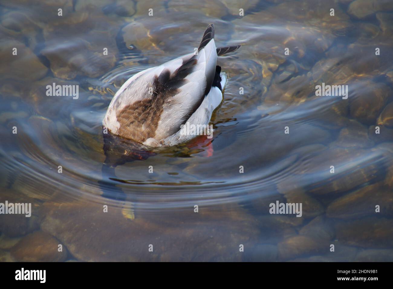 drake, foraging, drakes Stock Photo - Alamy