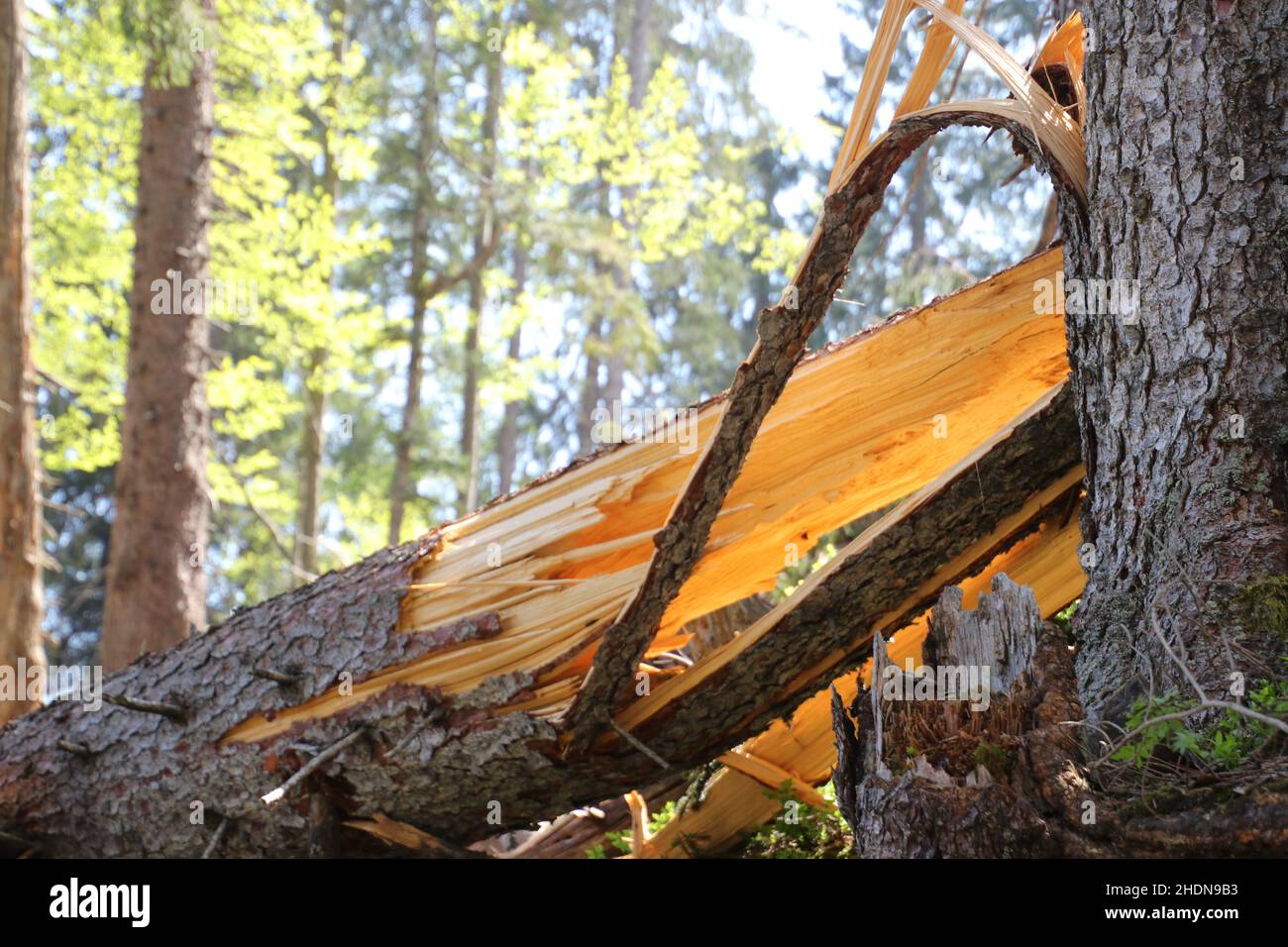 wind break, wood, wind breaks, woodland, woodlands, woods Stock Photo ...