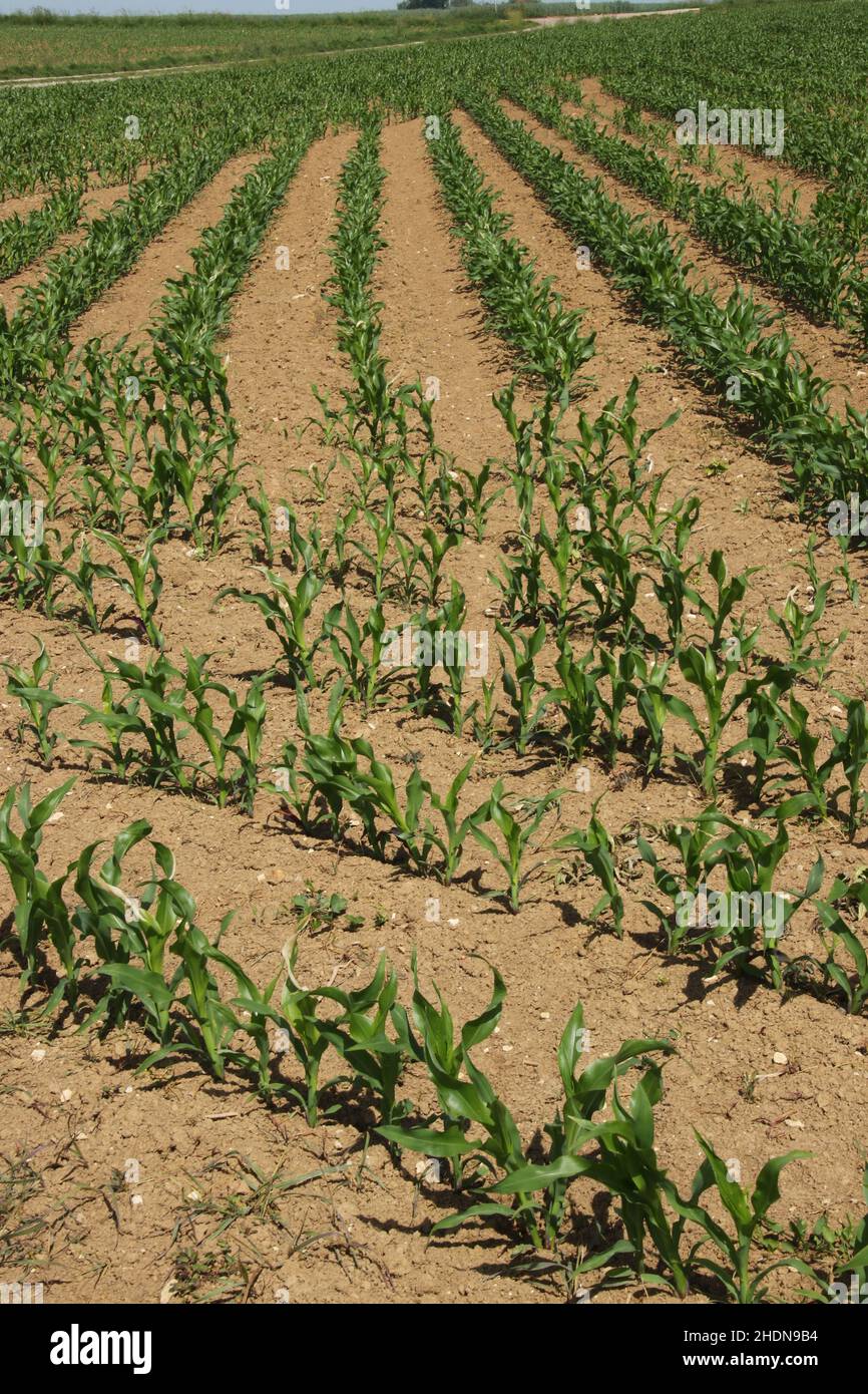 field, maize field, fields, cornfields Stock Photo - Alamy