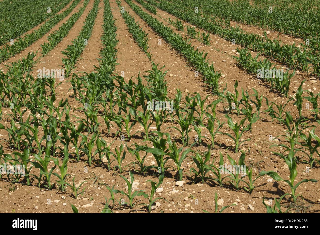 field, maize field, fields, cornfields Stock Photo - Alamy
