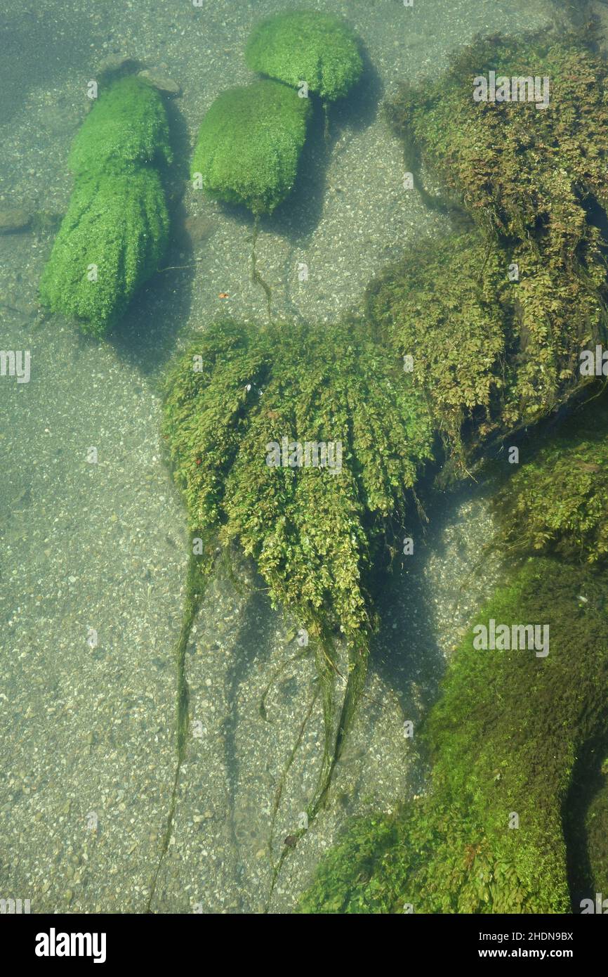 stream, algae, ditch, streams, algaes Stock Photo - Alamy