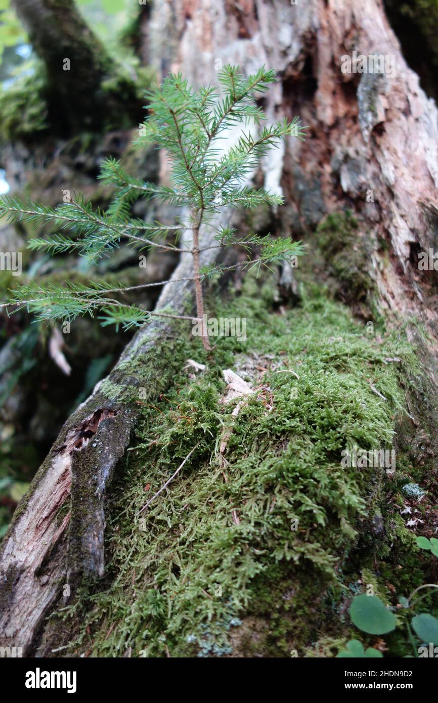 spruce tree, sprout, spruce trees, sprouts Stock Photo - Alamy