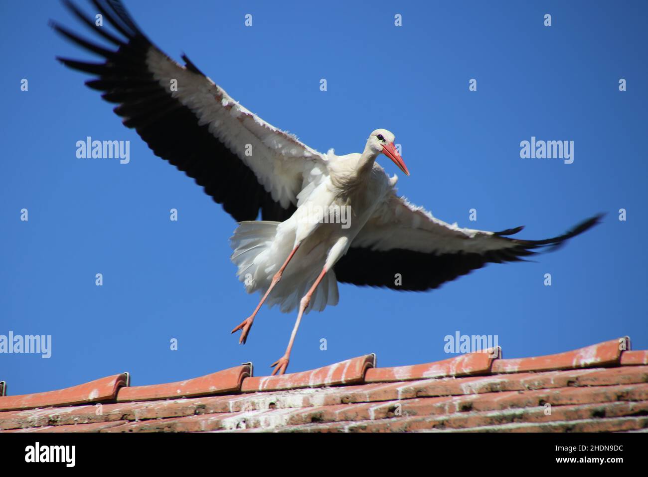 Storks cool cool cool hi-res stock photography and images - Alamy