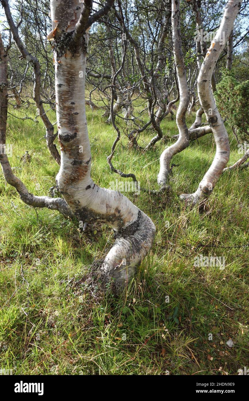 growth, birch tree, bent, growths, rise, birch, birch trees, bents ...