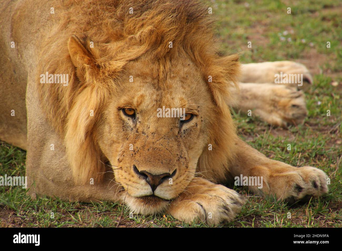 Lions rest in hi-res stock photography and images - Alamy
