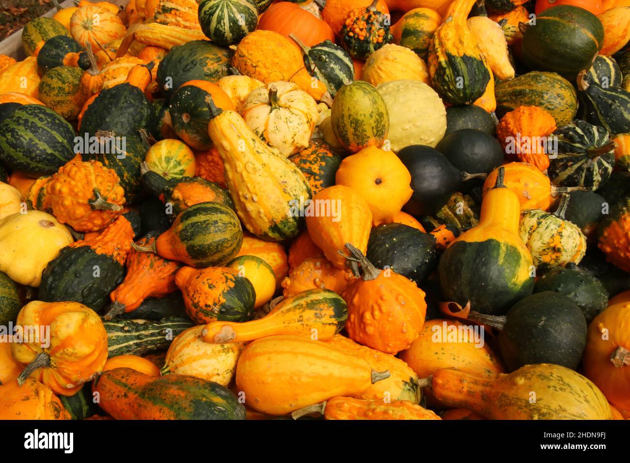 squash, variation, vegetables, squashs, diversities, diversity ...