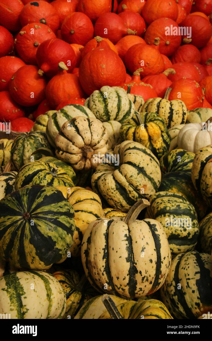 squash, hokkaido, squashs, hokkaidos Stock Photo - Alamy