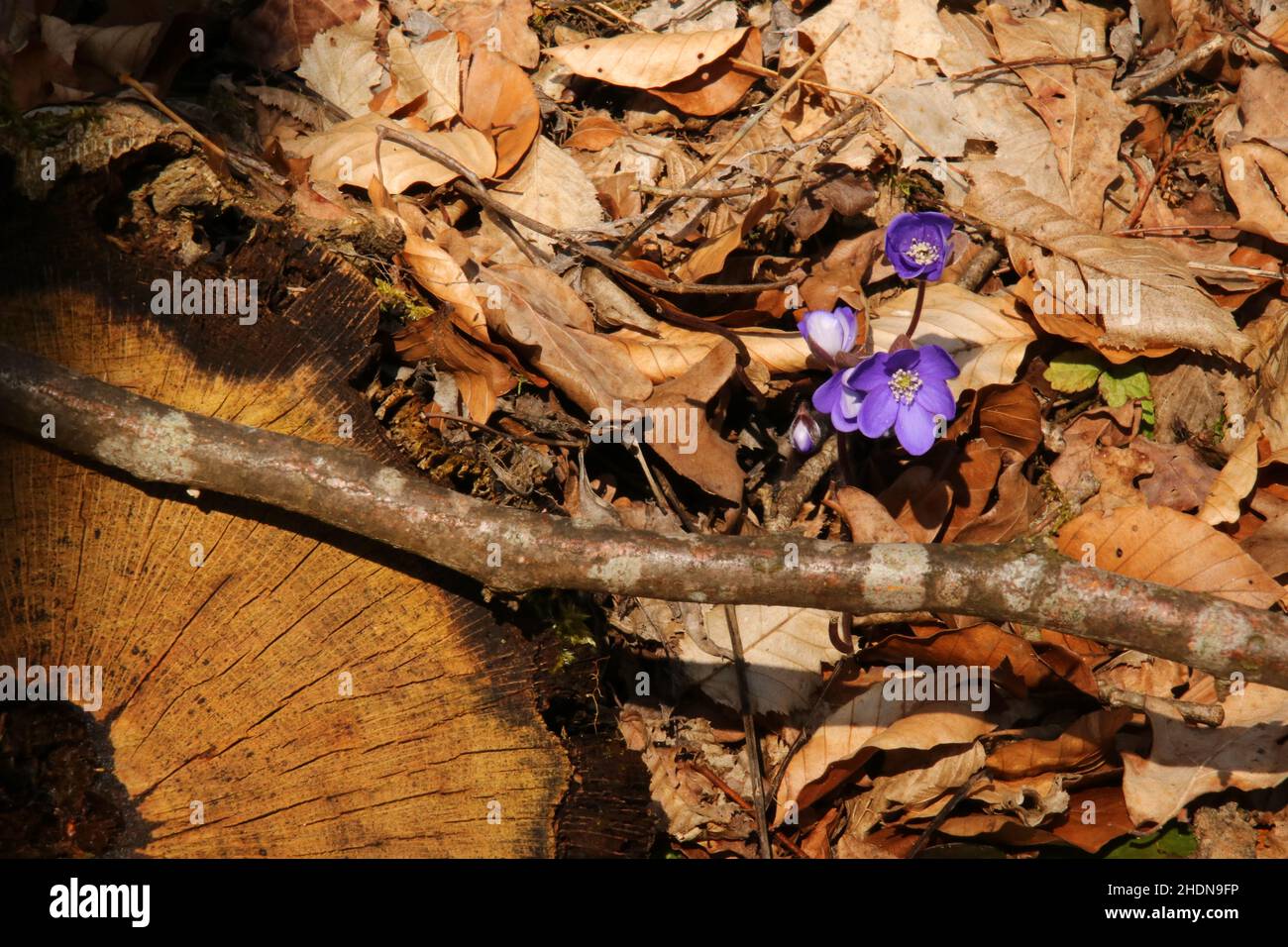 Liverwort and tree hi-res stock photography and images - Alamy