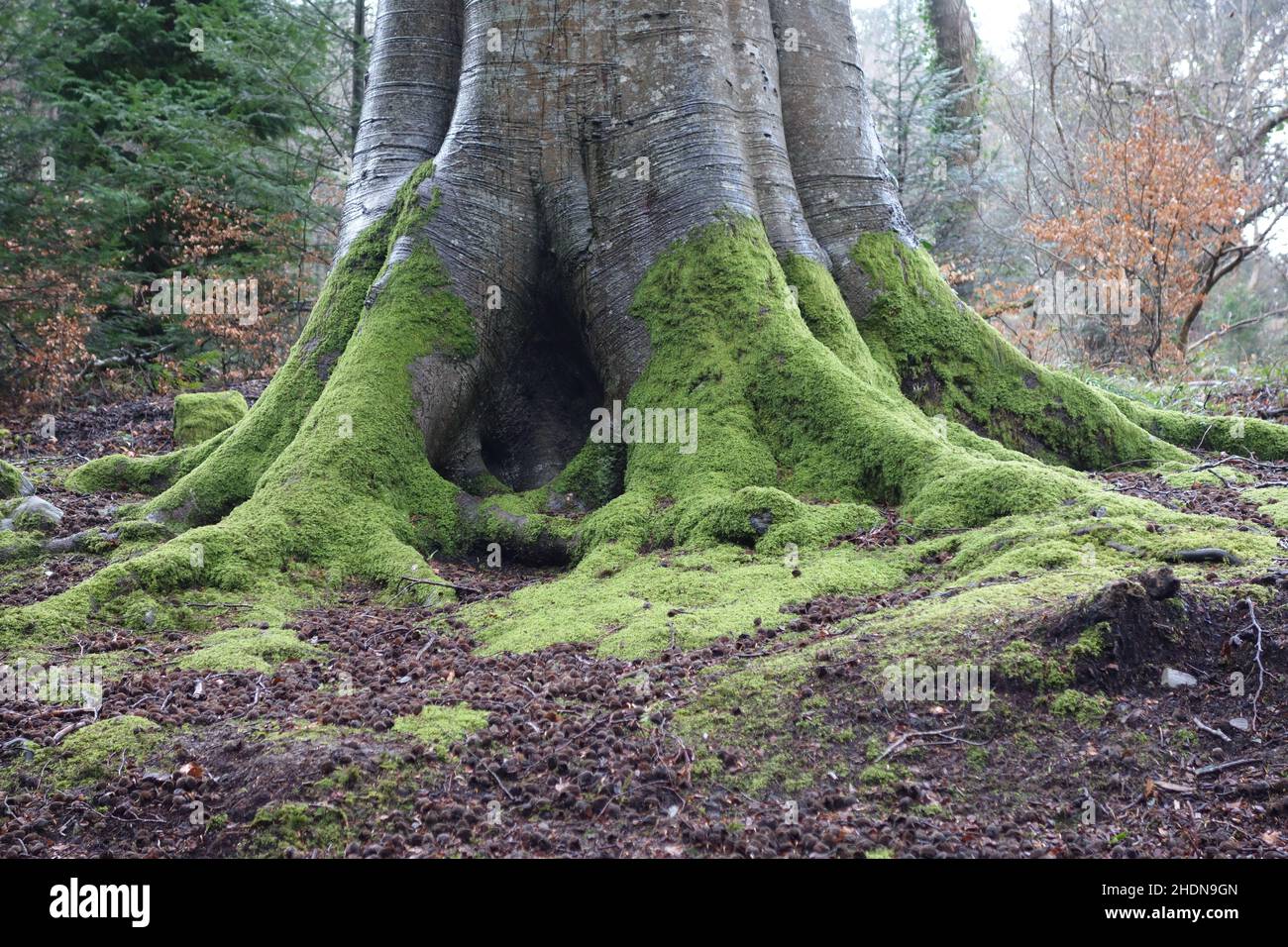 moss, tree trunk, tree giant, mosses, trunks, giant trees Stock Photo ...