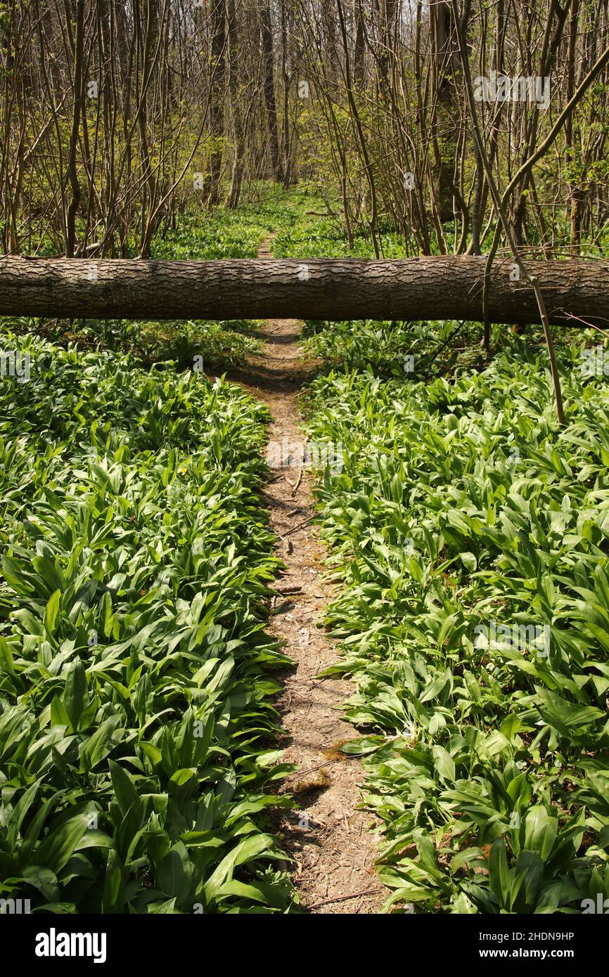 path, ramson, paths, ramsons Stock Photo - Alamy