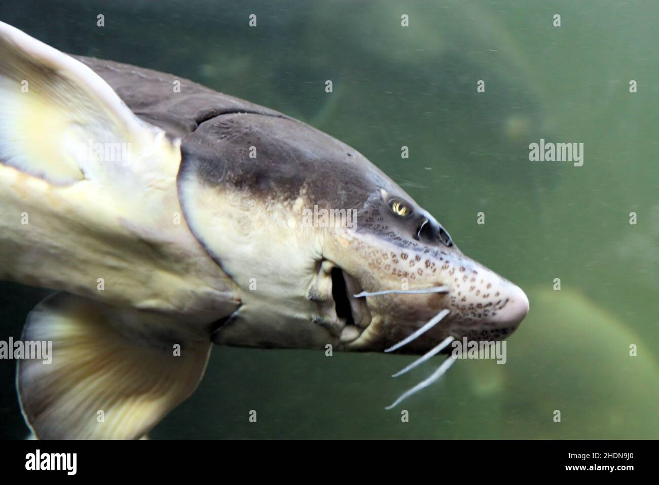 fish, stör, fishes Stock Photo - Alamy