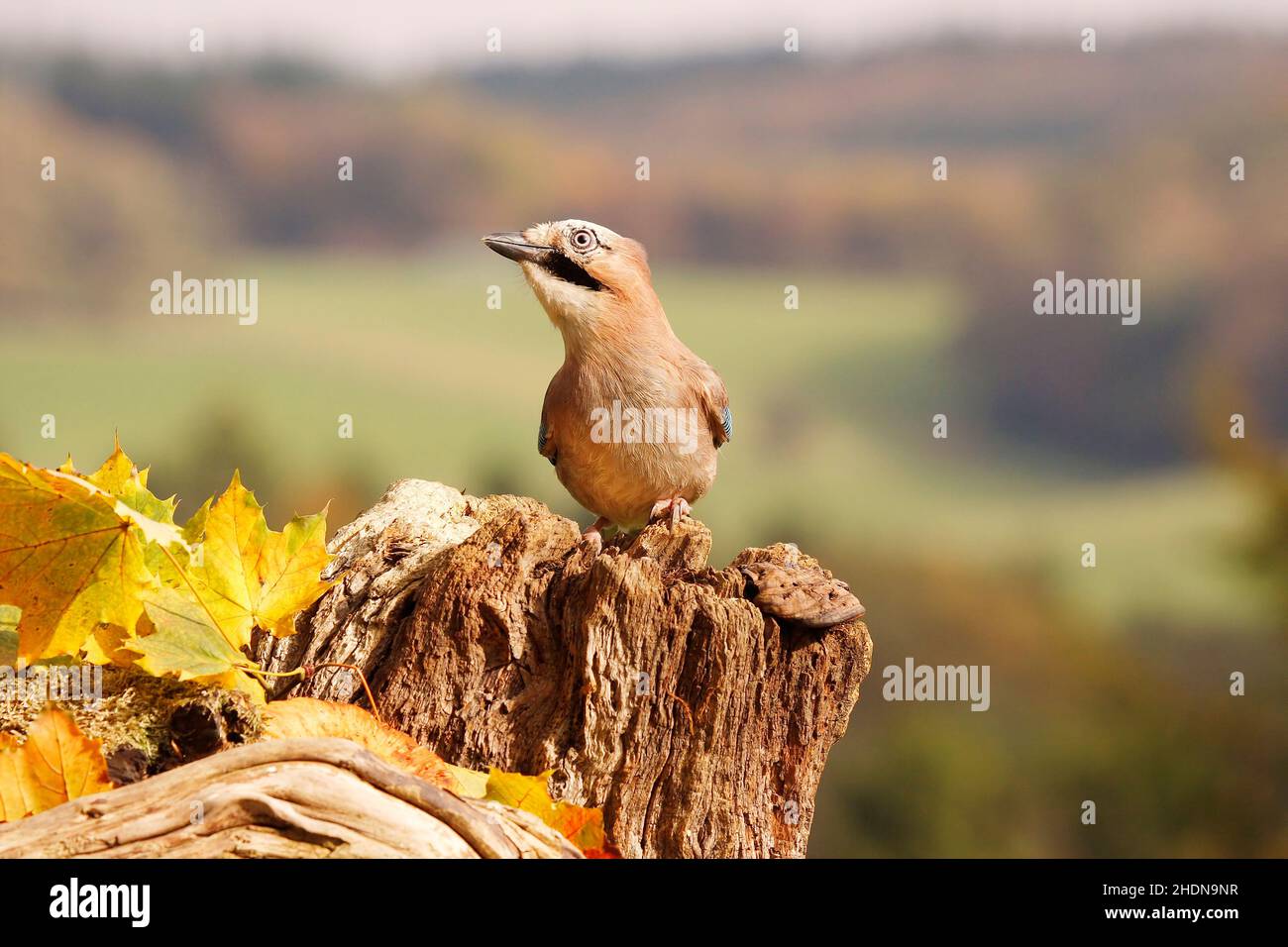 bird, blue jay, birds, blue jays Stock Photo - Alamy