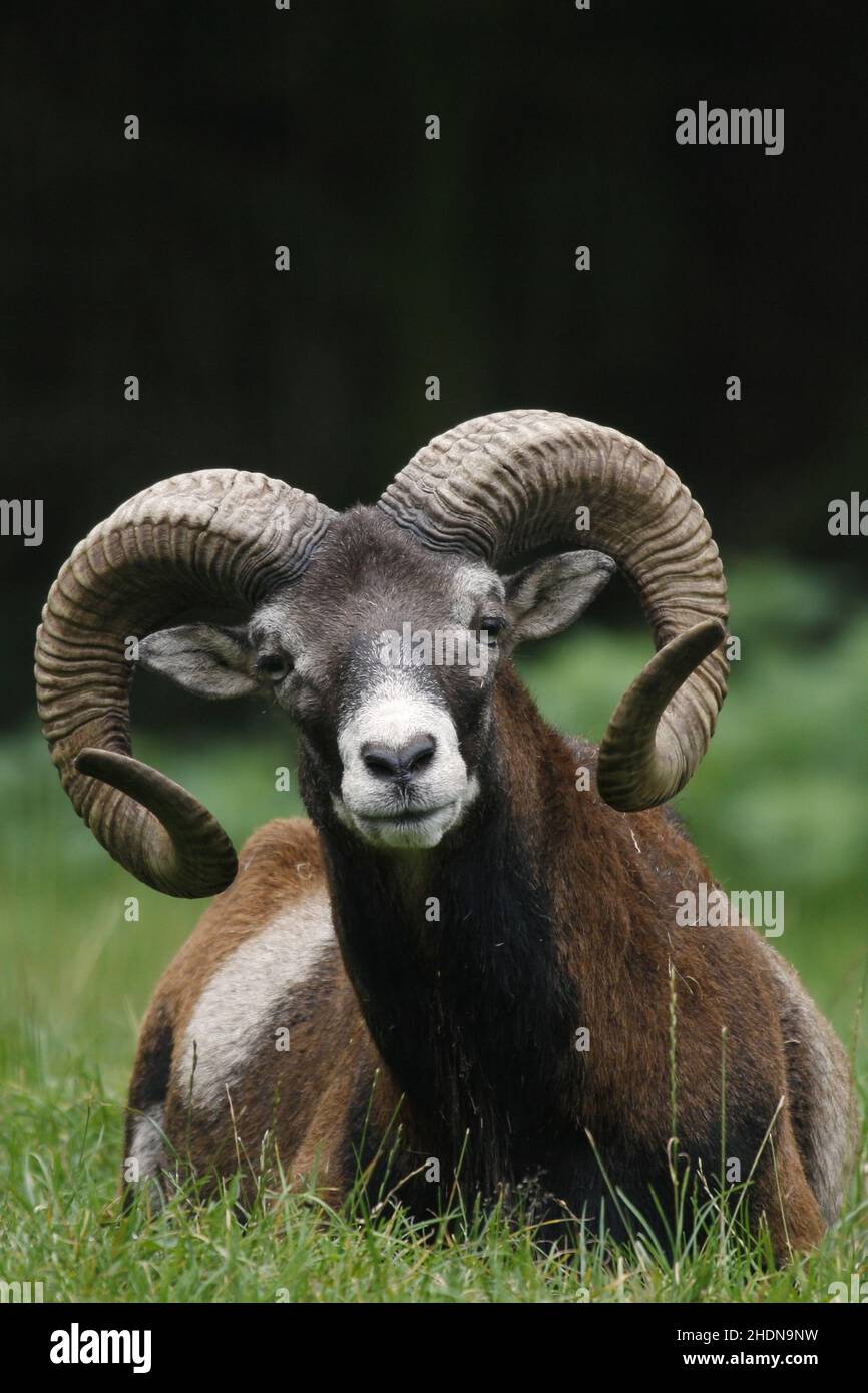 mouflon, ram, mouflons Stock Photo - Alamy
