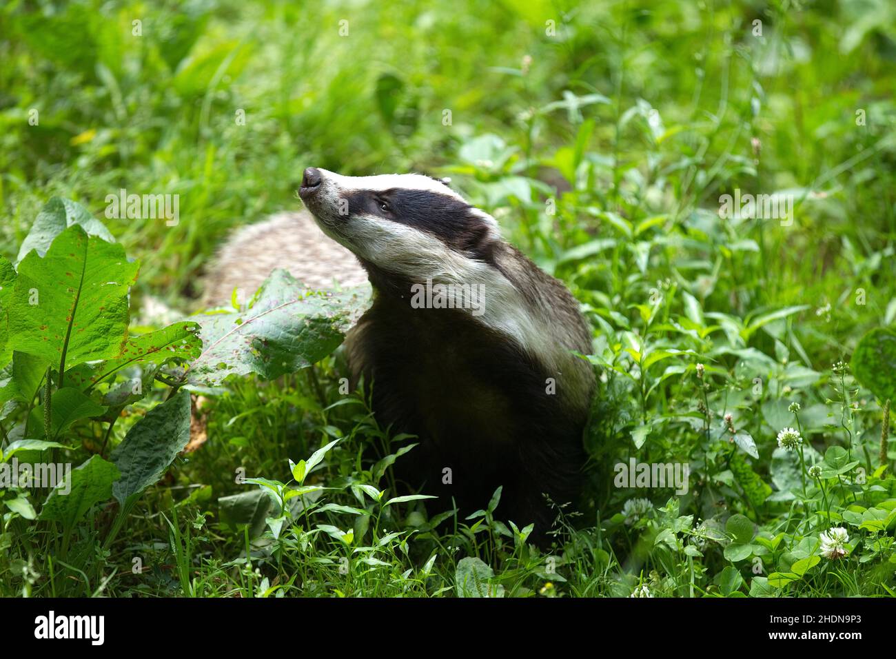 Predators badgers hi-res stock photography and images - Alamy