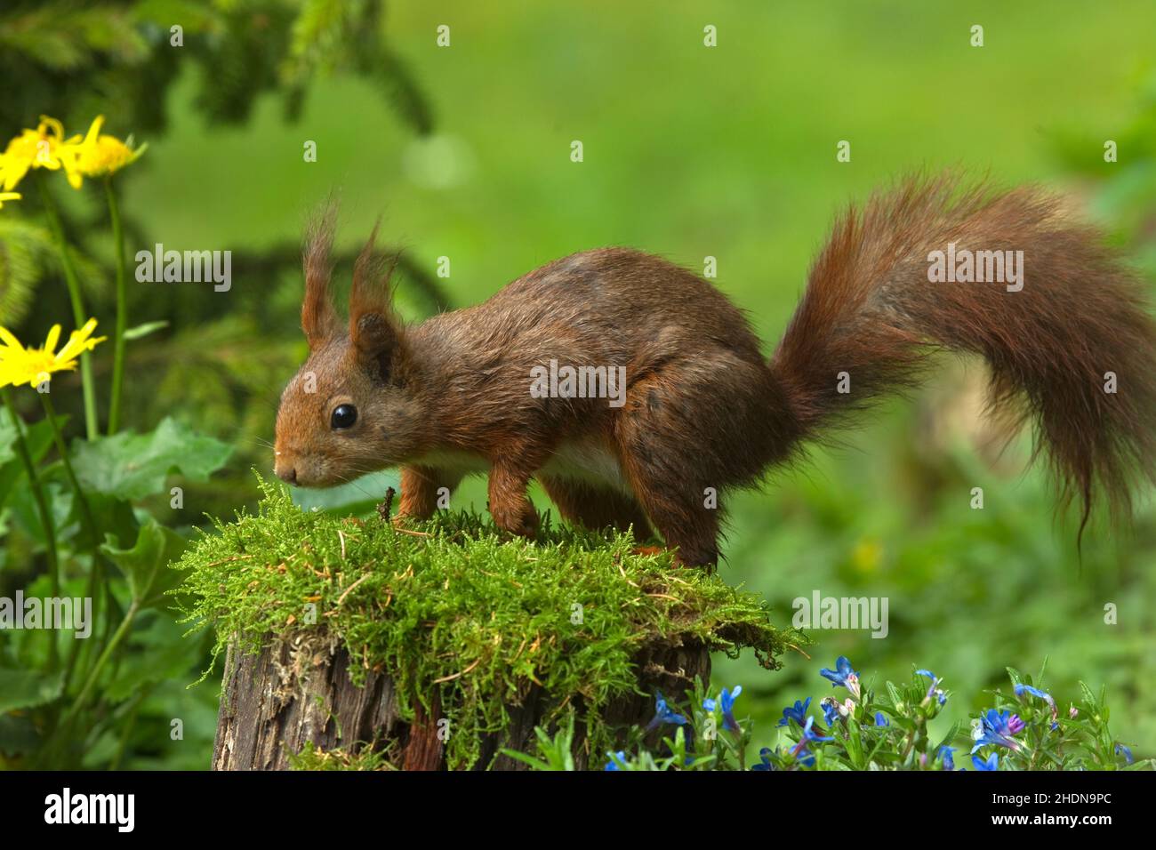 wildlife, red squirrel, wild, wild animals, wild life, red squirrels ...