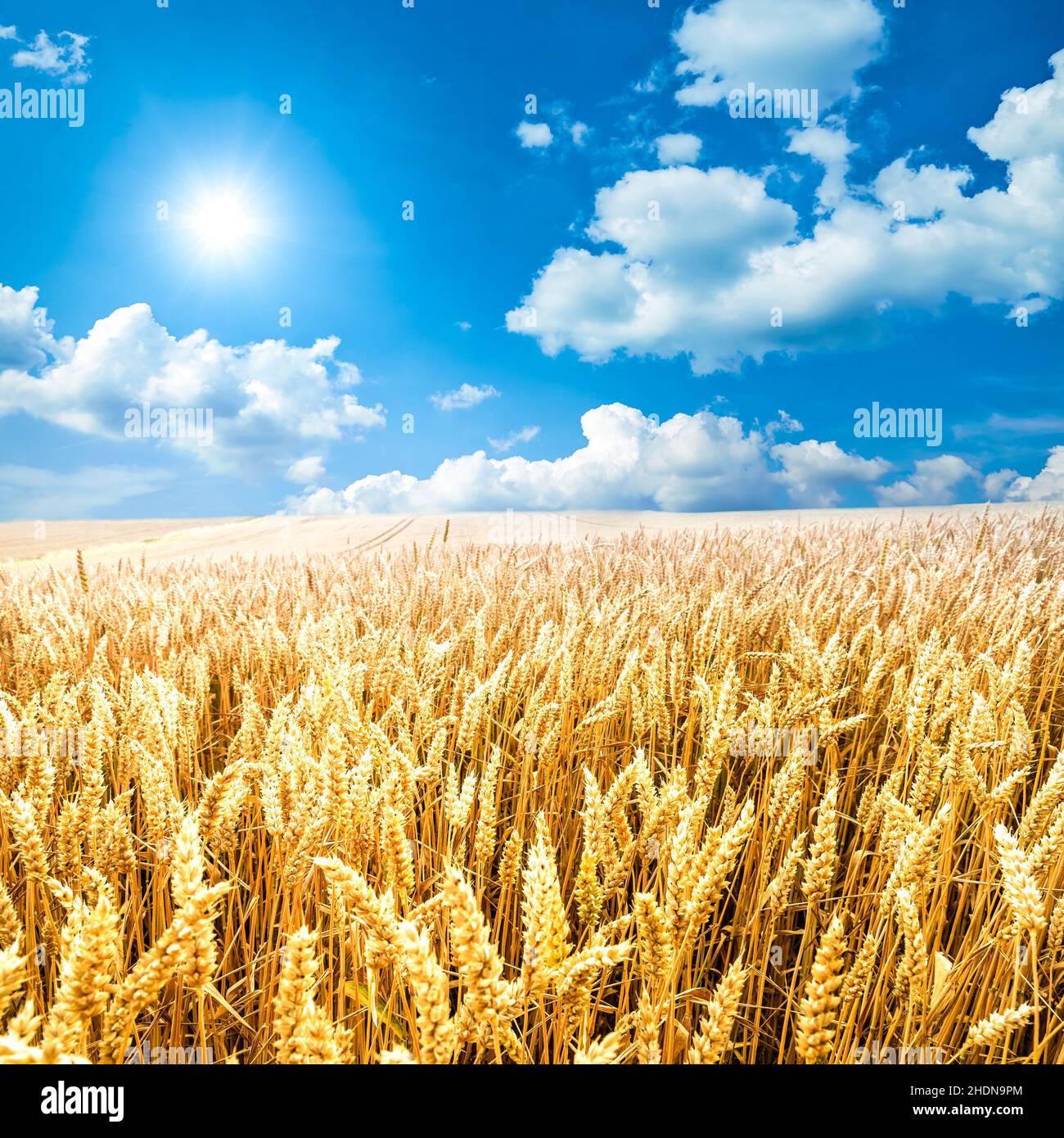 agriculture, barley, corn field, agricultures, barleys, corn fields ...