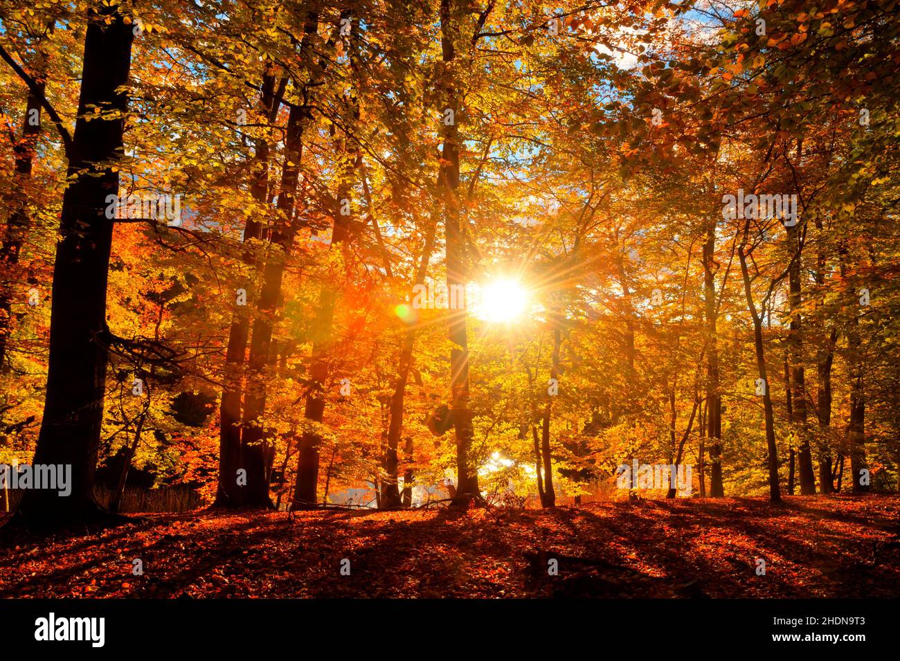 sunlight, autumn, autumn forest, sun ray, sun rays, sunbeam, sunbeams ...