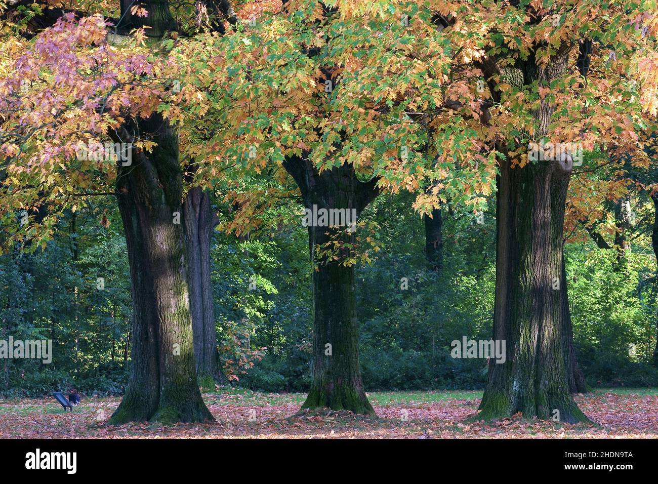 tree, autumn forest, oak tree, trees, autumn forests, fall, oak trees ...
