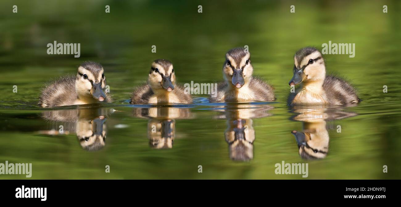 swim, chicks, duckling, swimmer, swimmers, swimming, baby chicken, baby ...