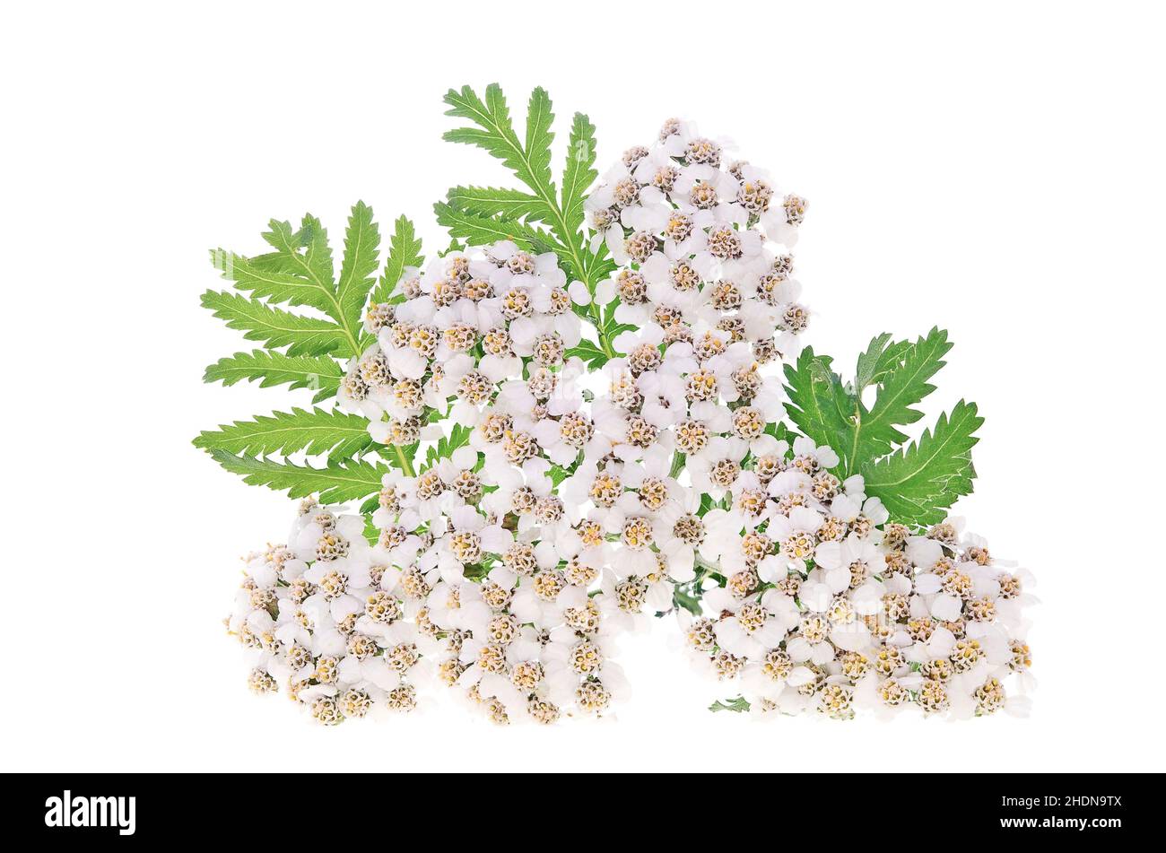 wildflower, yarrow, wildflowers, yarrows Stock Photo - Alamy
