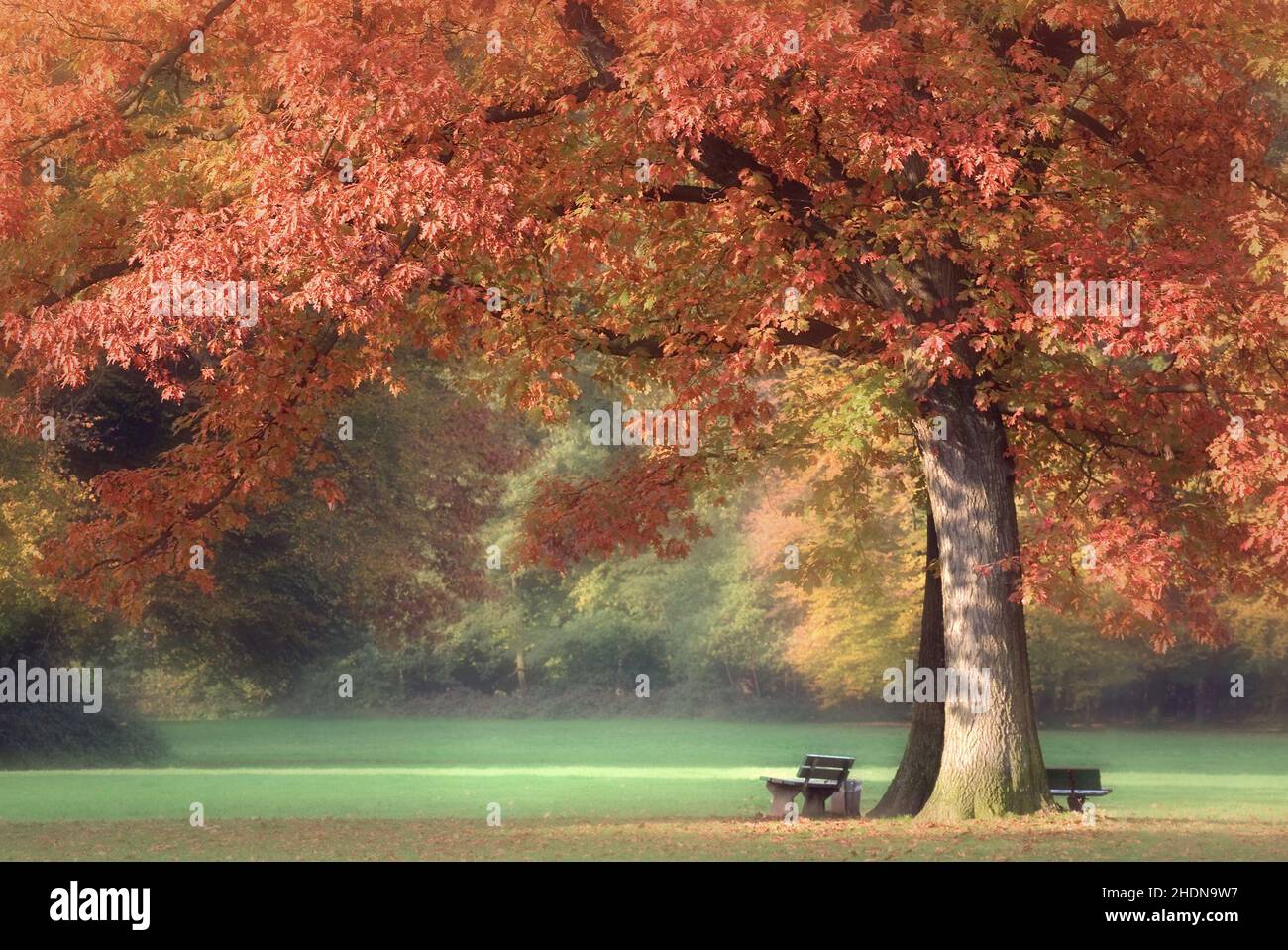 park, autumn, bench, parks, fall, benchs Stock Photo - Alamy