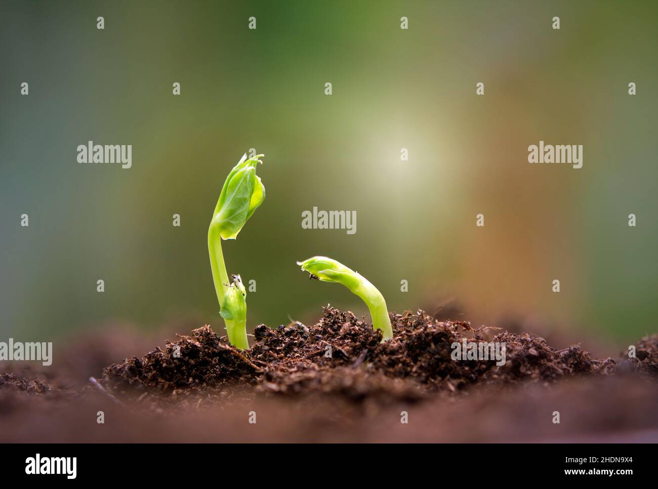 growth, seedling, pea seedling, growths, rise Stock Photo - Alamy