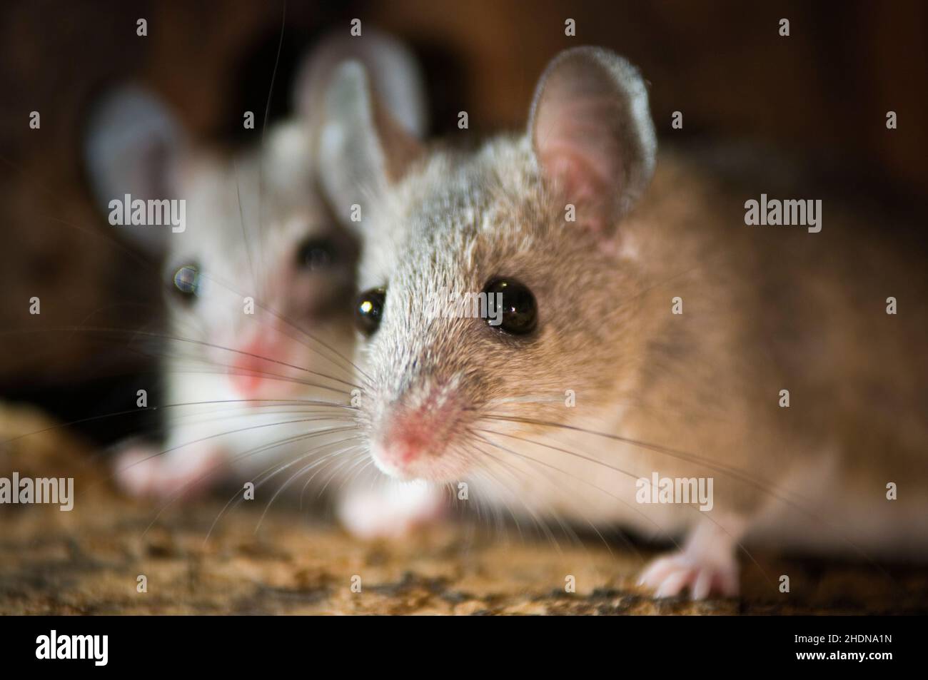 Thorn mouse hi-res stock photography and images - Alamy