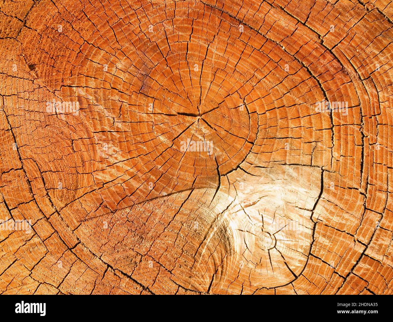 tree trunk, tree span, trunks, tree spans Stock Photo - Alamy
