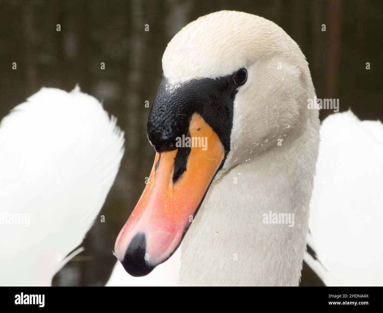 swan, swan head, swans, swan heads Stock Photo - Alamy
