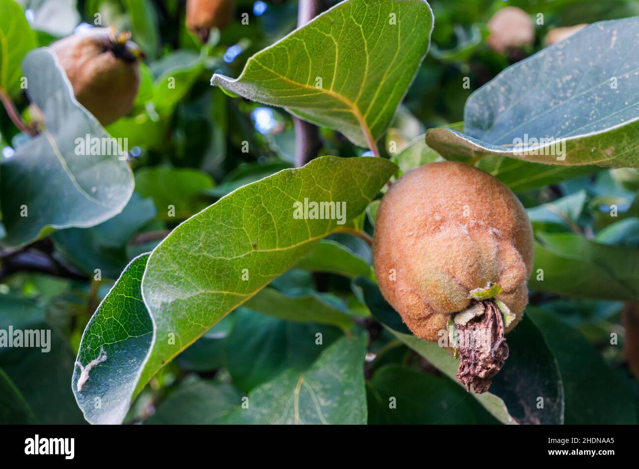 quince tree, quince trees Stock Photo - Alamy