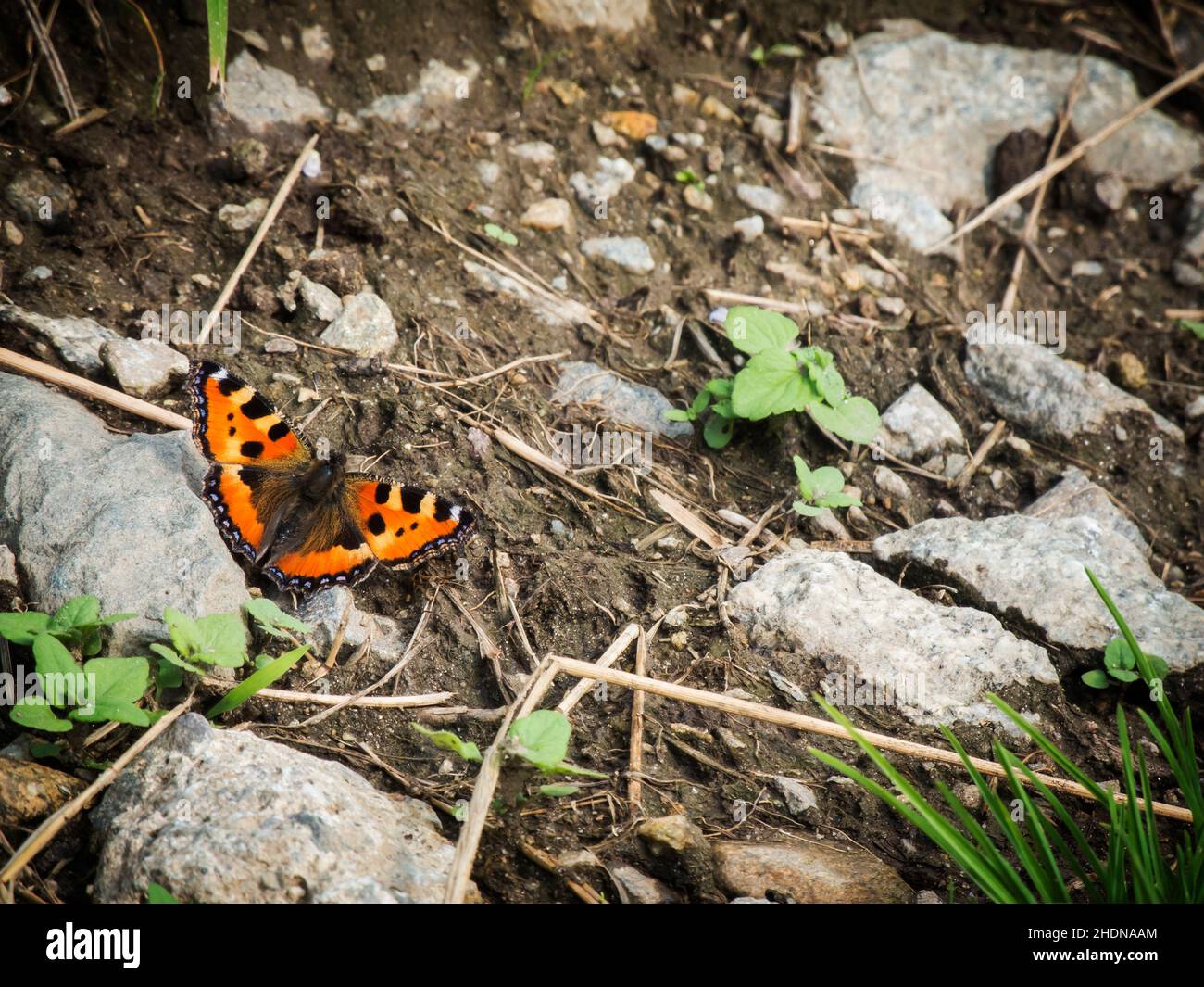 Butterfly above hi-res stock photography and images - Alamy